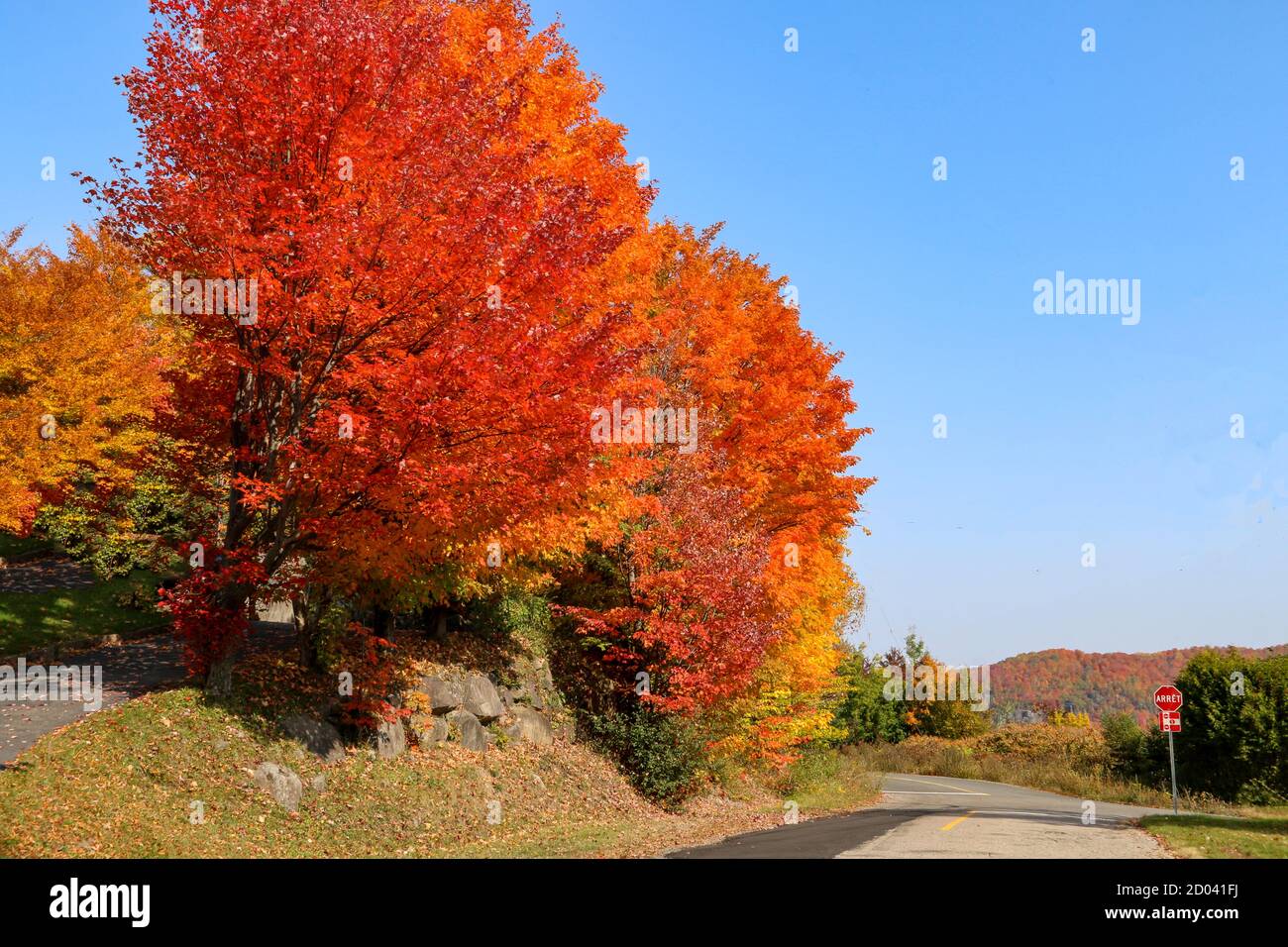 Autumn woods full bright colors hi-res stock photography and images - Alamy