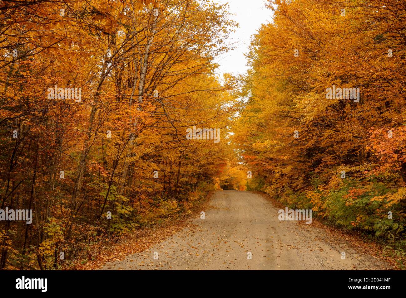 Autumn in full colors Stock Photo - Alamy
