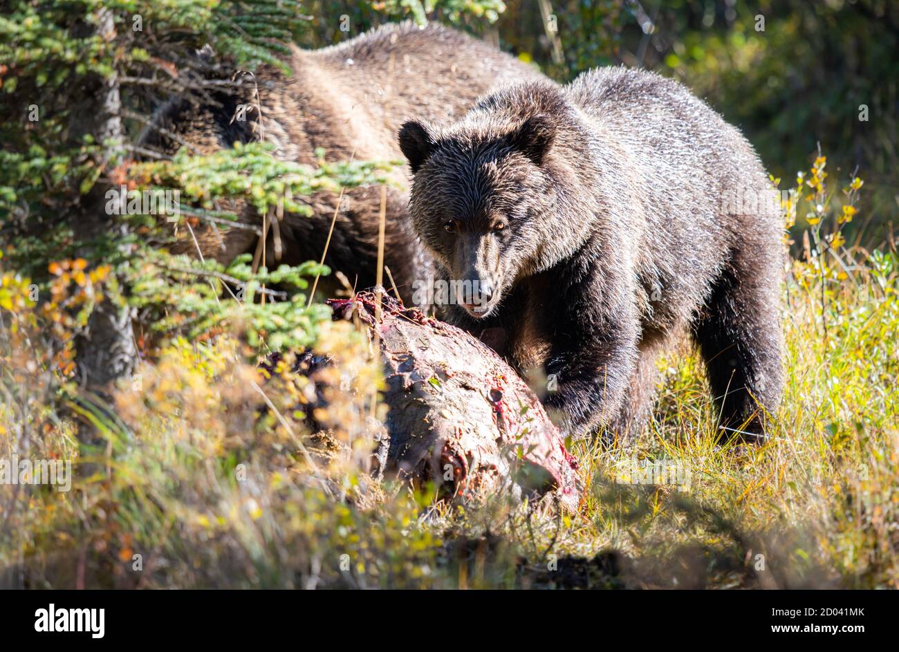 Grizzly bears on a moose carcass Stock Photo - Alamy