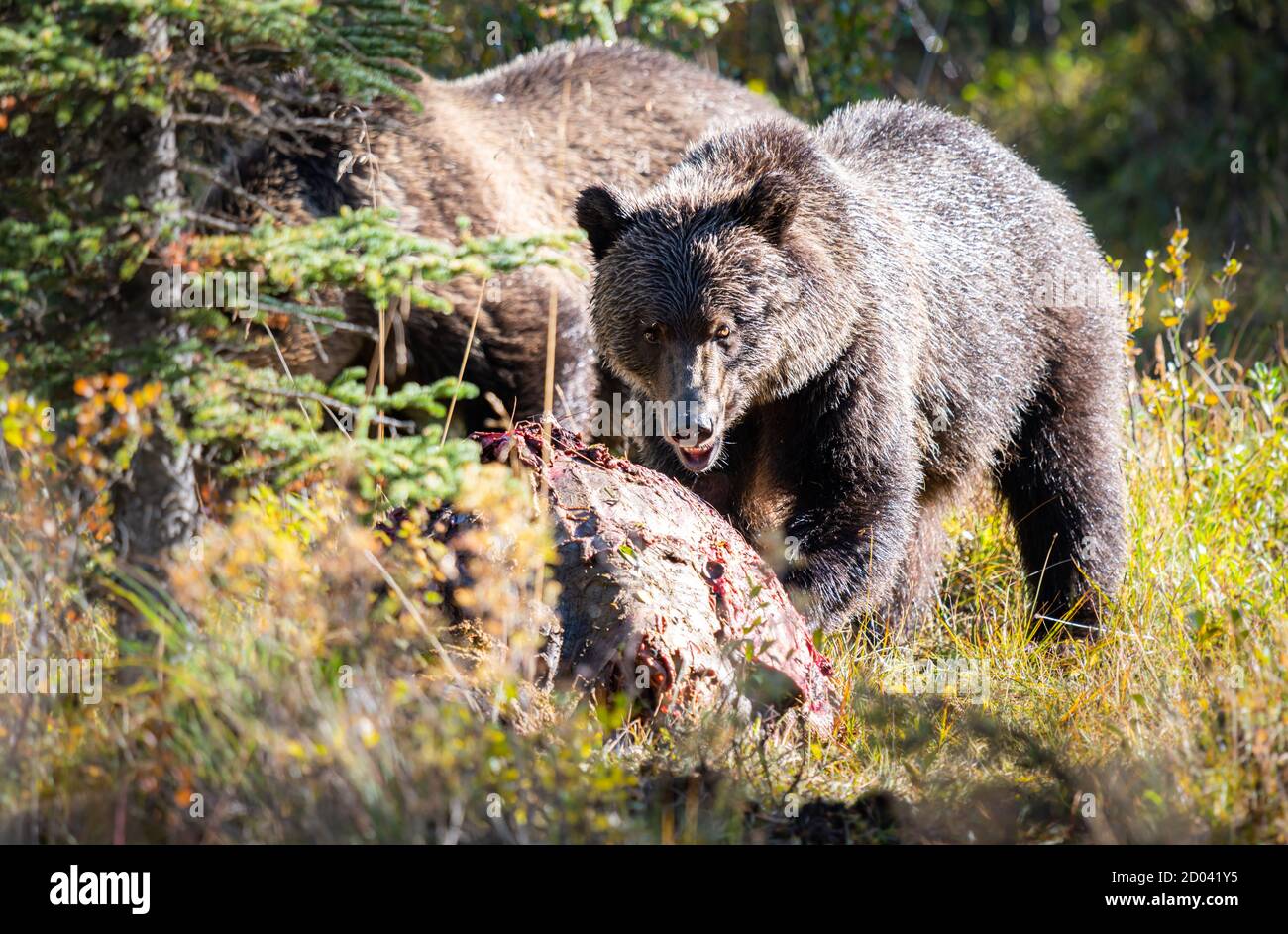 Grizzly bears on a moose carcass Stock Photo - Alamy
