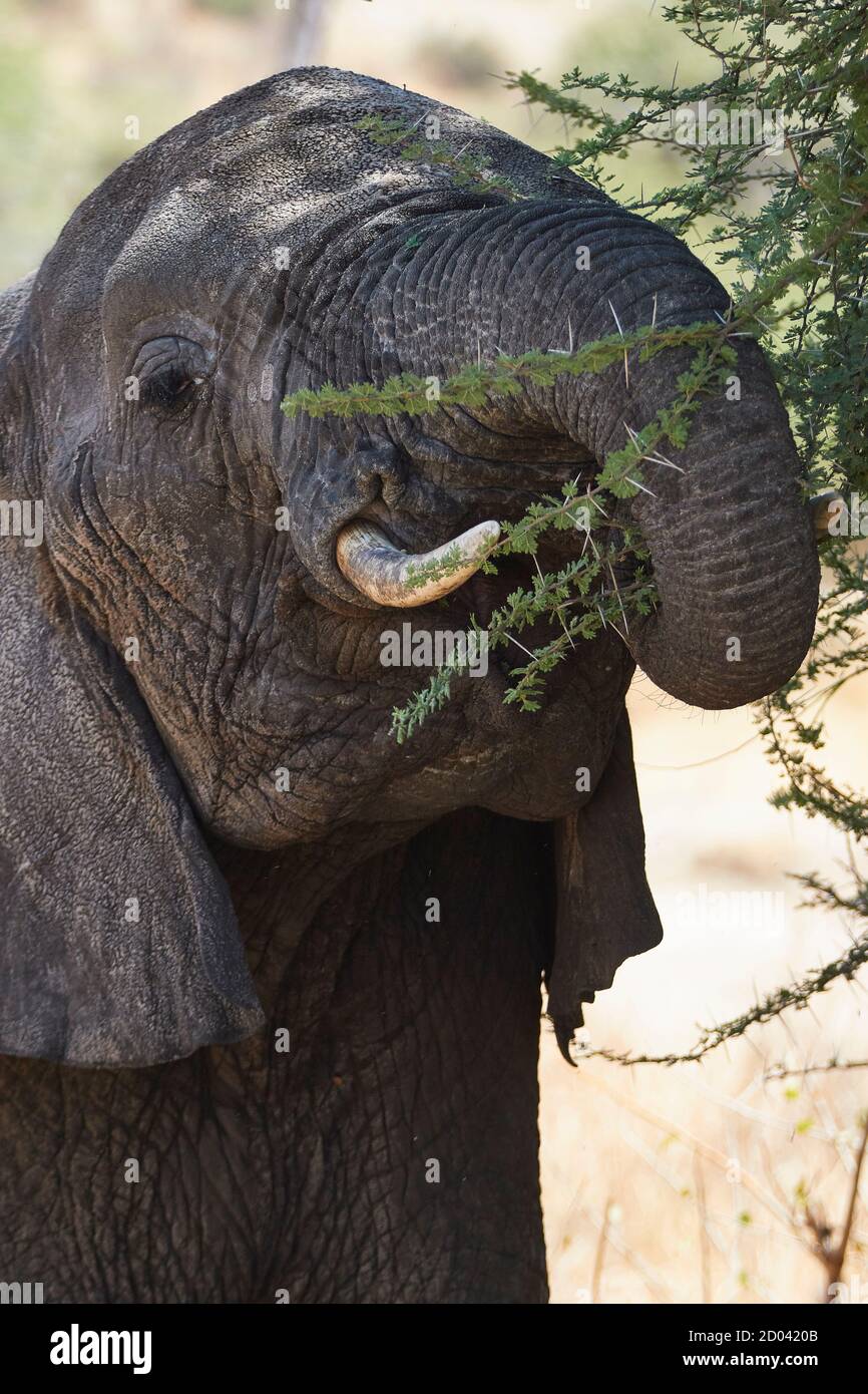 Elephant eating from tree hi-res stock photography and images - Alamy