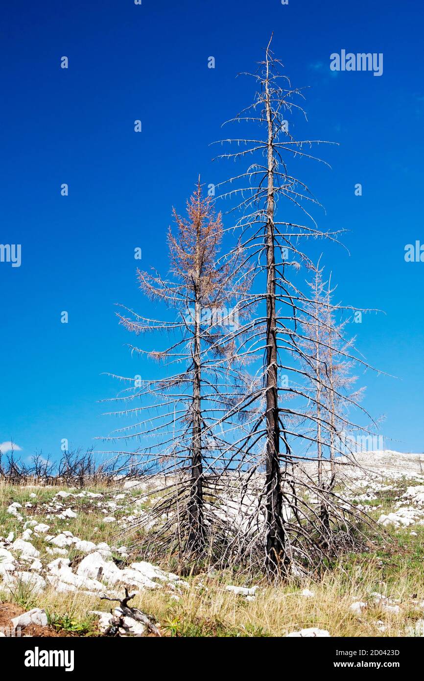 Dry pine trees in the grass Stock Photo - Alamy