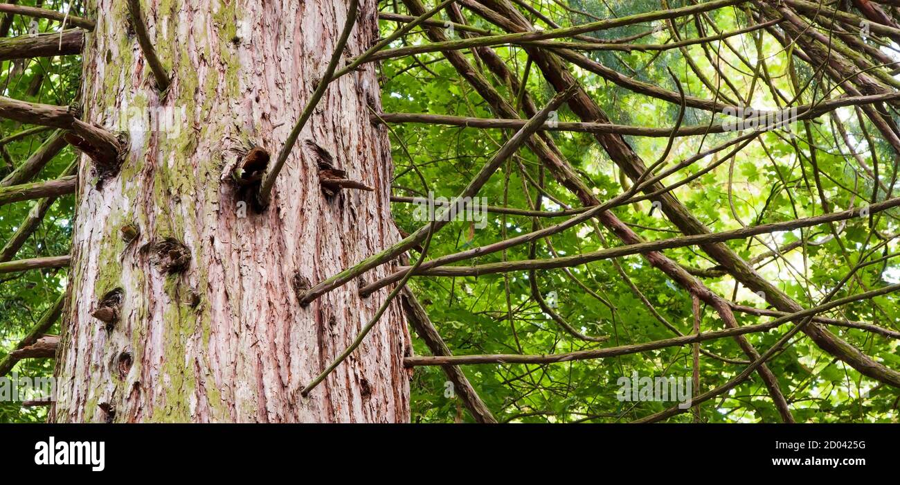 Global warming, climate change, pollution concept, dry tree trunk on ...