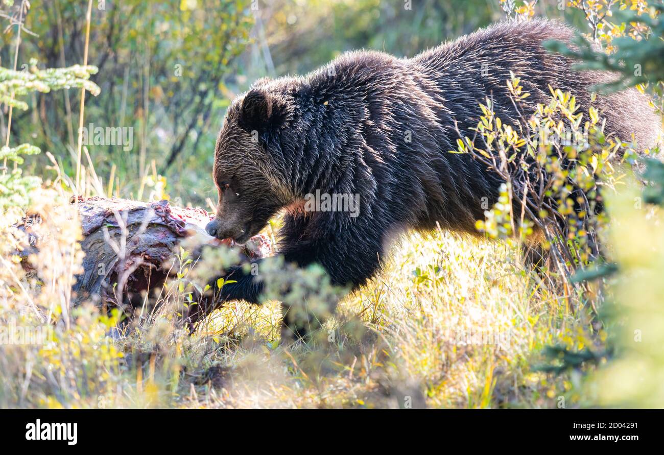 Grizzly bears on a moose carcass Stock Photo - Alamy
