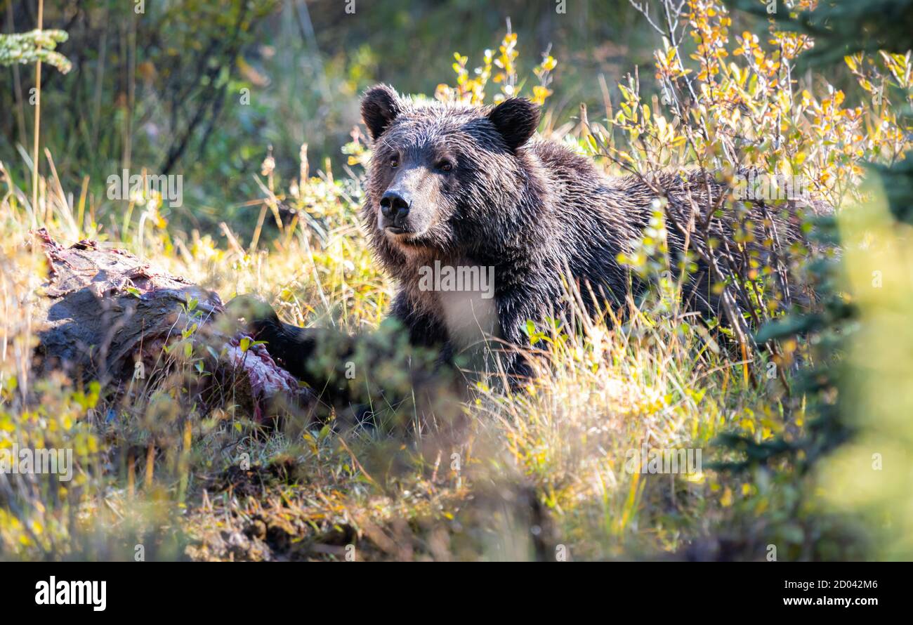 Grizzly bears on a moose carcass Stock Photo - Alamy