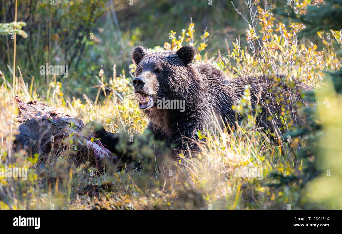 Grizzly bears on a moose carcass Stock Photo - Alamy