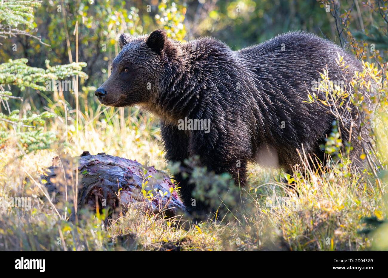 Grizzly bears on a moose carcass Stock Photo - Alamy