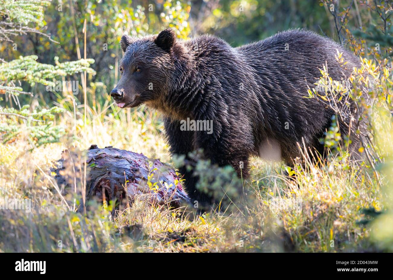 Grizzly bears on a moose carcass Stock Photo - Alamy