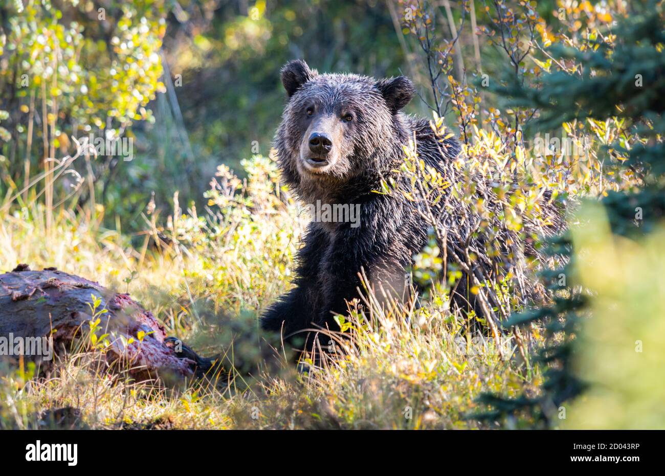 Grizzly bears on a moose carcass Stock Photo - Alamy