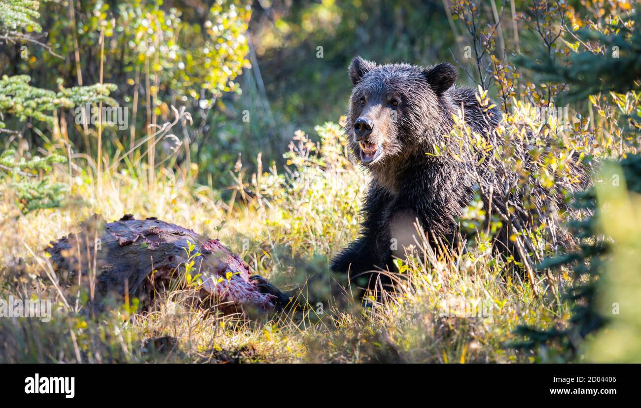 Grizzly bears on a moose carcass Stock Photo - Alamy
