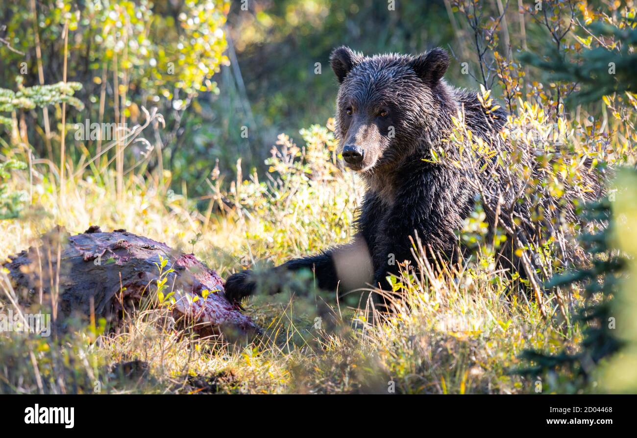 Grizzly bears on a moose carcass Stock Photo - Alamy