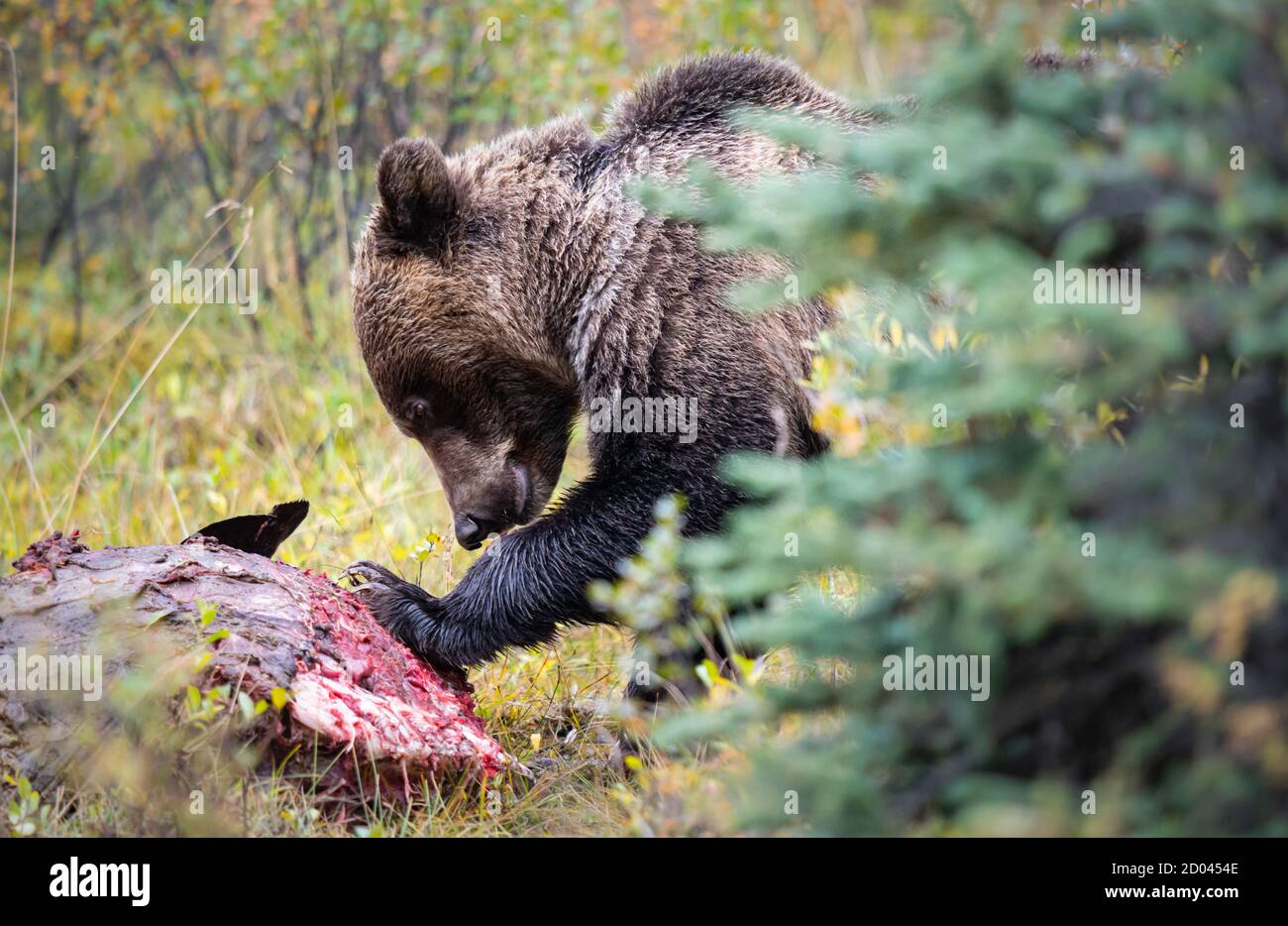 Grizzly bears on a moose carcass Stock Photo - Alamy