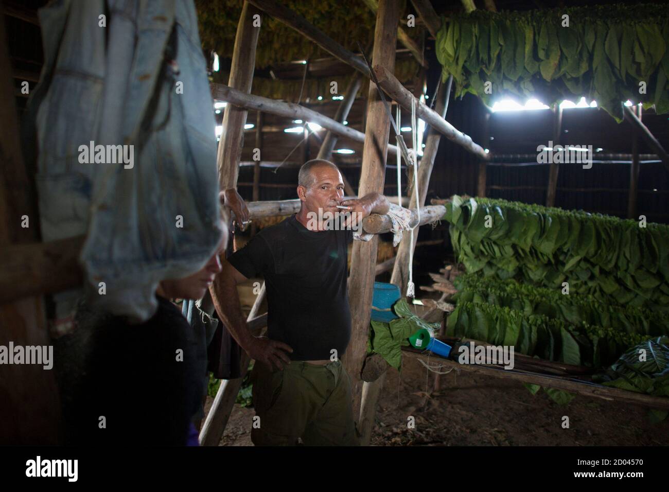 Cuba cigar festival hi-res stock photography and images - Alamy