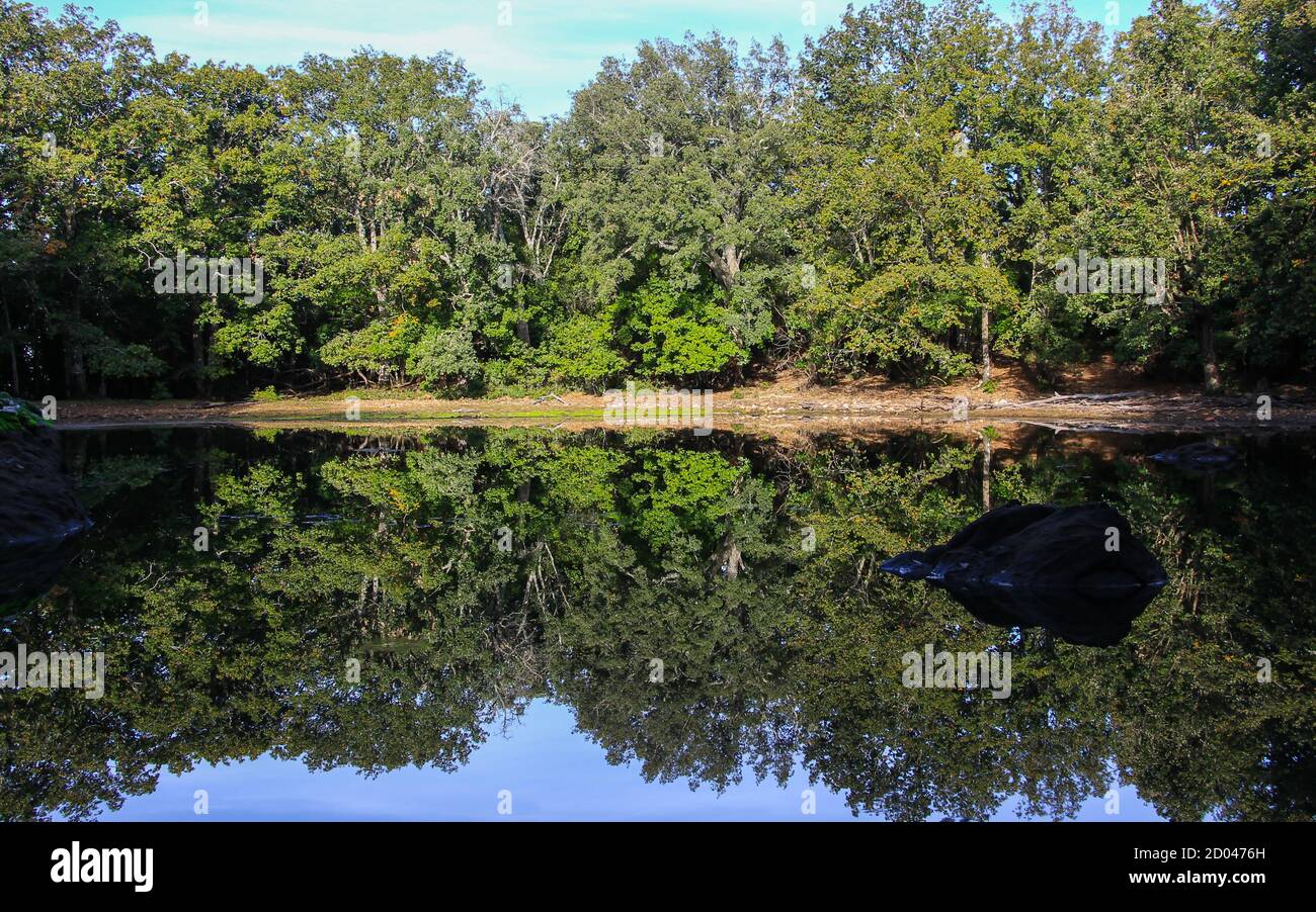 Calm mirror lake in Bouhachem parc, showing a symmetrical forest in ...