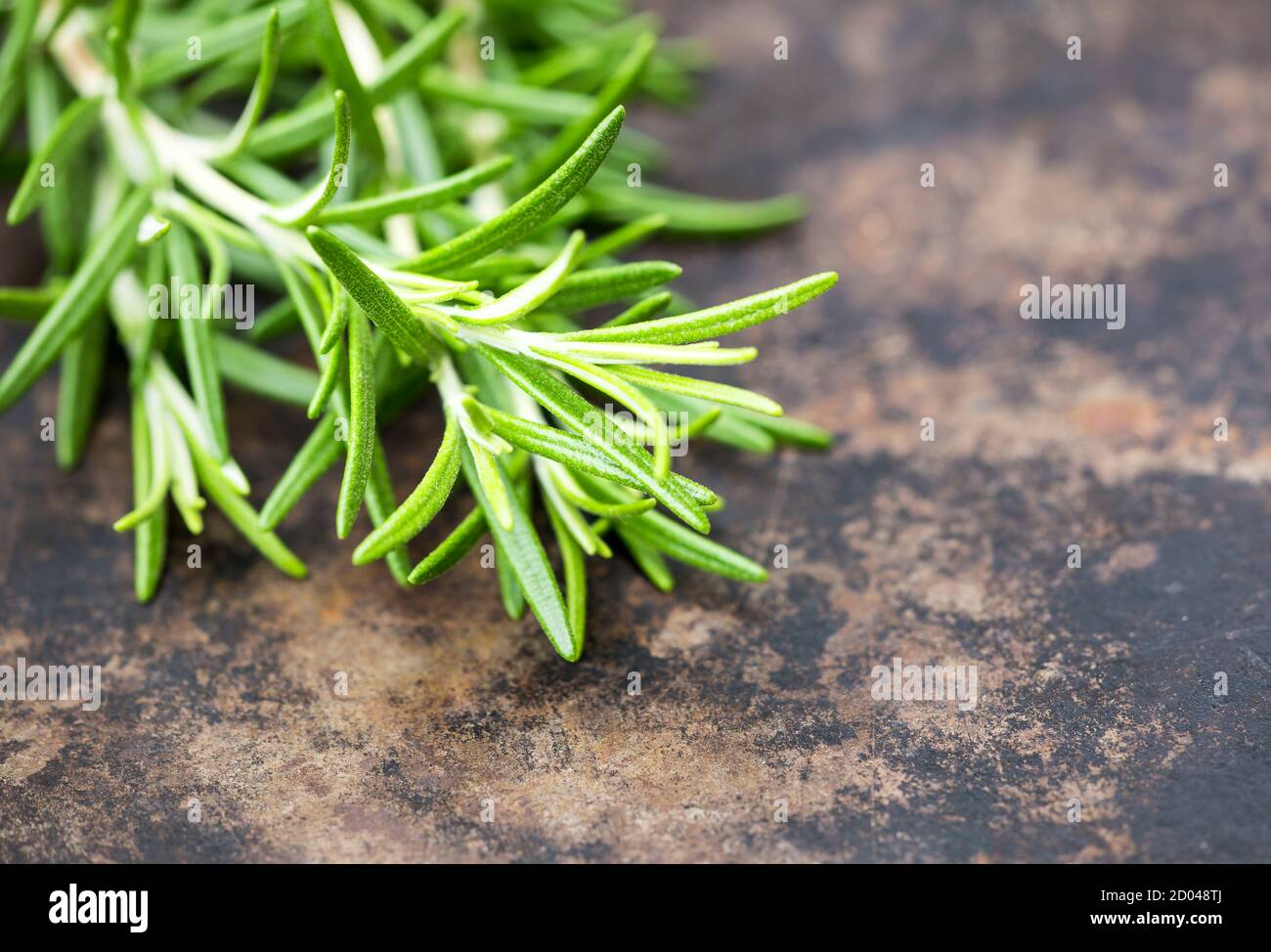 Fresh green herb rosemary on rusty metal background with copy space ...