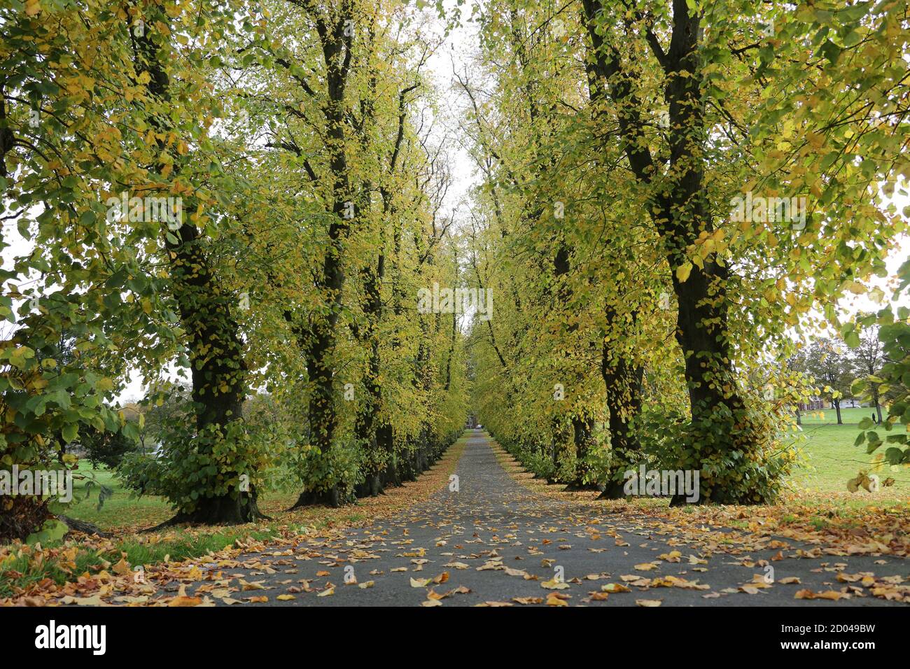 Kilmarnock, Ayrshire,Scotland ,21 October 2019 Kay Park avenue of trees ...