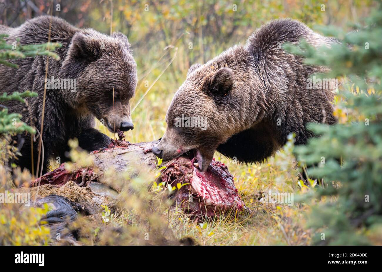 Grizzly bears on a moose carcass Stock Photo - Alamy