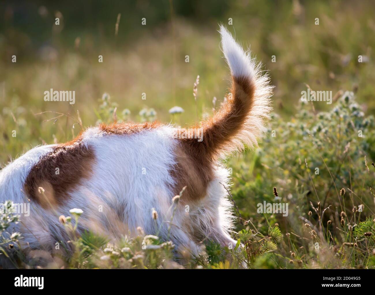 Tail of a small sniffing jack russell terrier pet dog puppy as walking ...