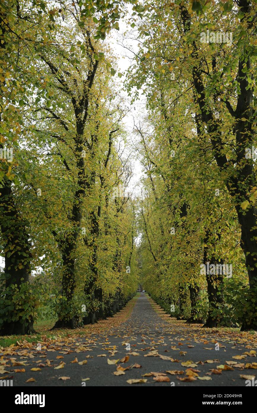 Kilmarnock, Ayrshire,Scotland ,21 October 2019 Kay Park avenue of trees ...