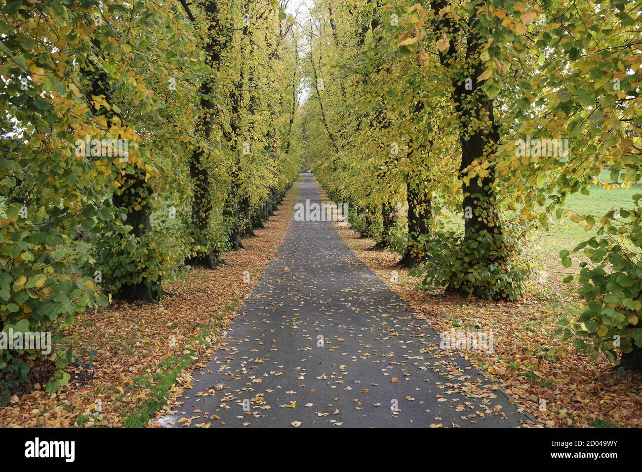 Kilmarnock, Ayrshire,Scotland ,21 October 2019 Kay Park avenue of trees ...