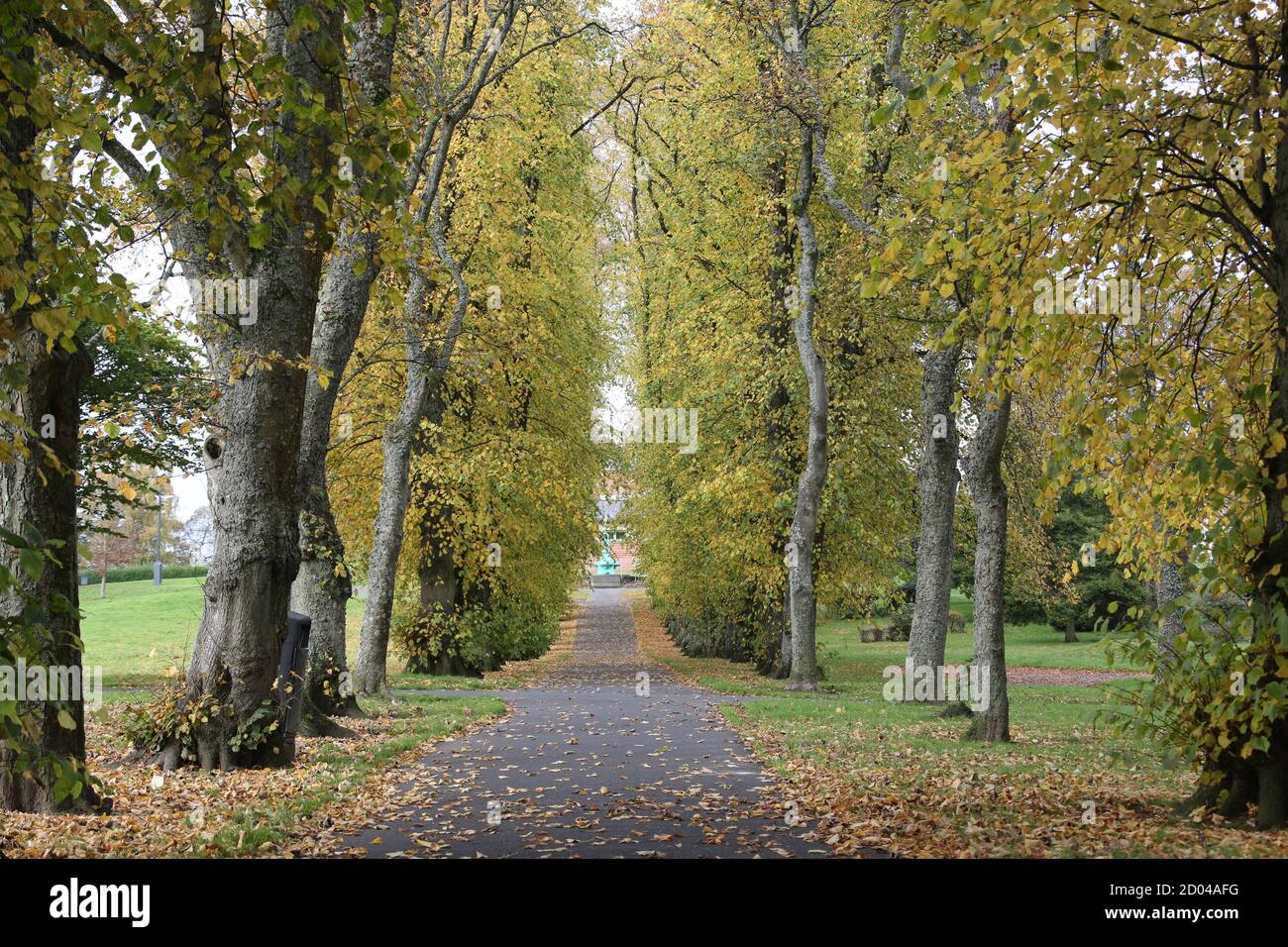 Kilmarnock, Scotland ,21 October 2019 Kay Park avenue of trees Credit ...