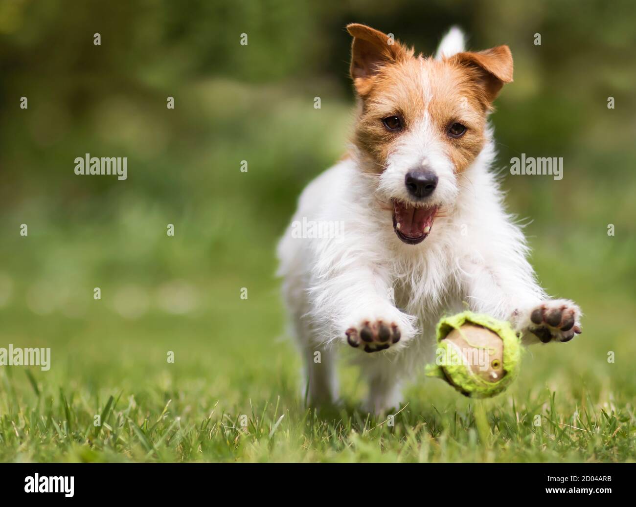 Playful funny happy jack russell terrier running pet dog puppy playing ...