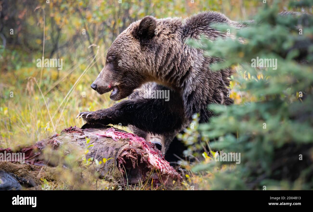 Grizzly bears on a moose carcass Stock Photo - Alamy