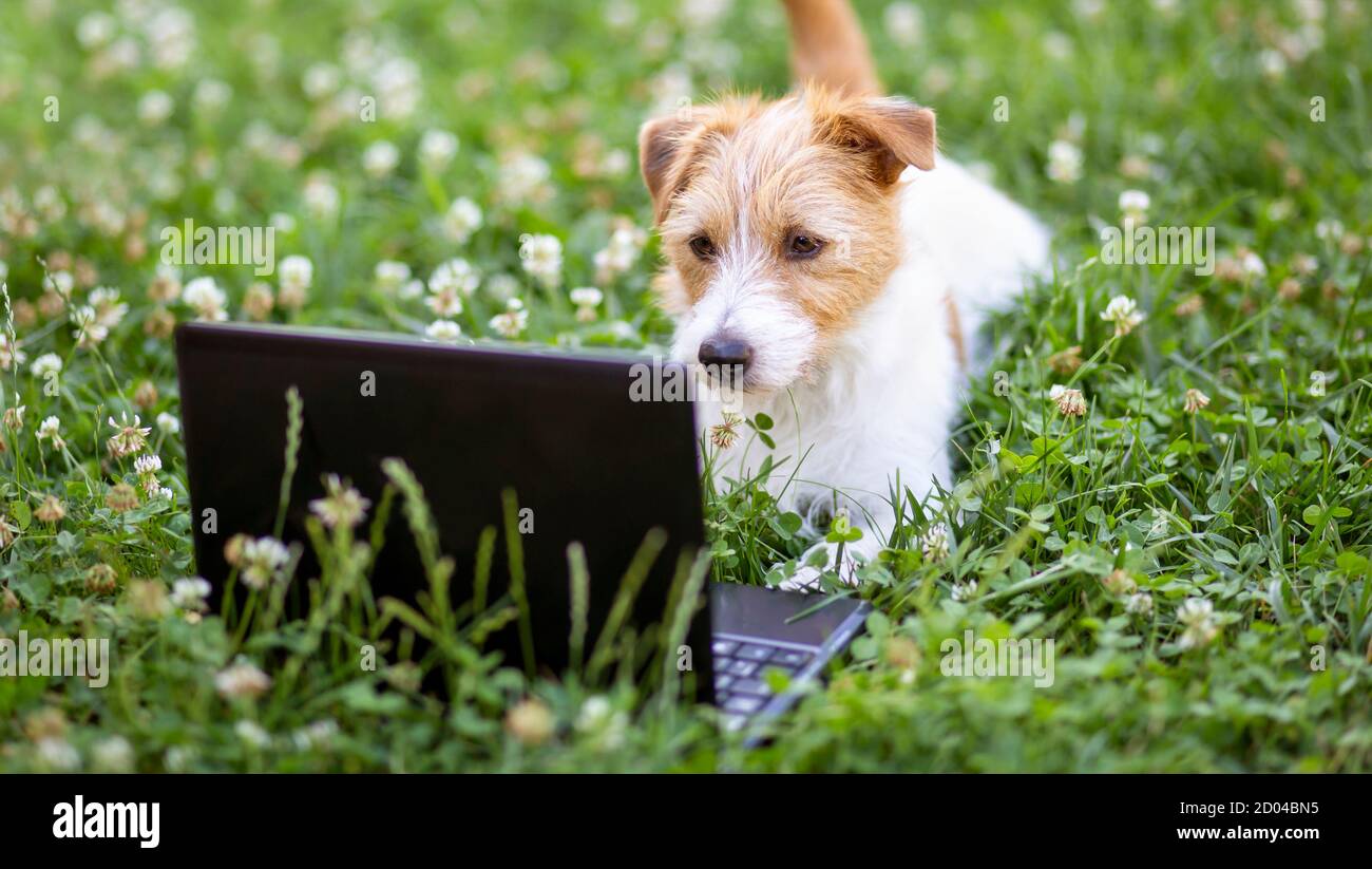 Smart happy obedient jack russell terrier puppy looking to a laptop in ...