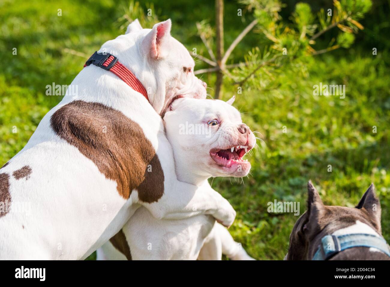 Two American Bully puppies dogs are playing Stock Photo - Alamy