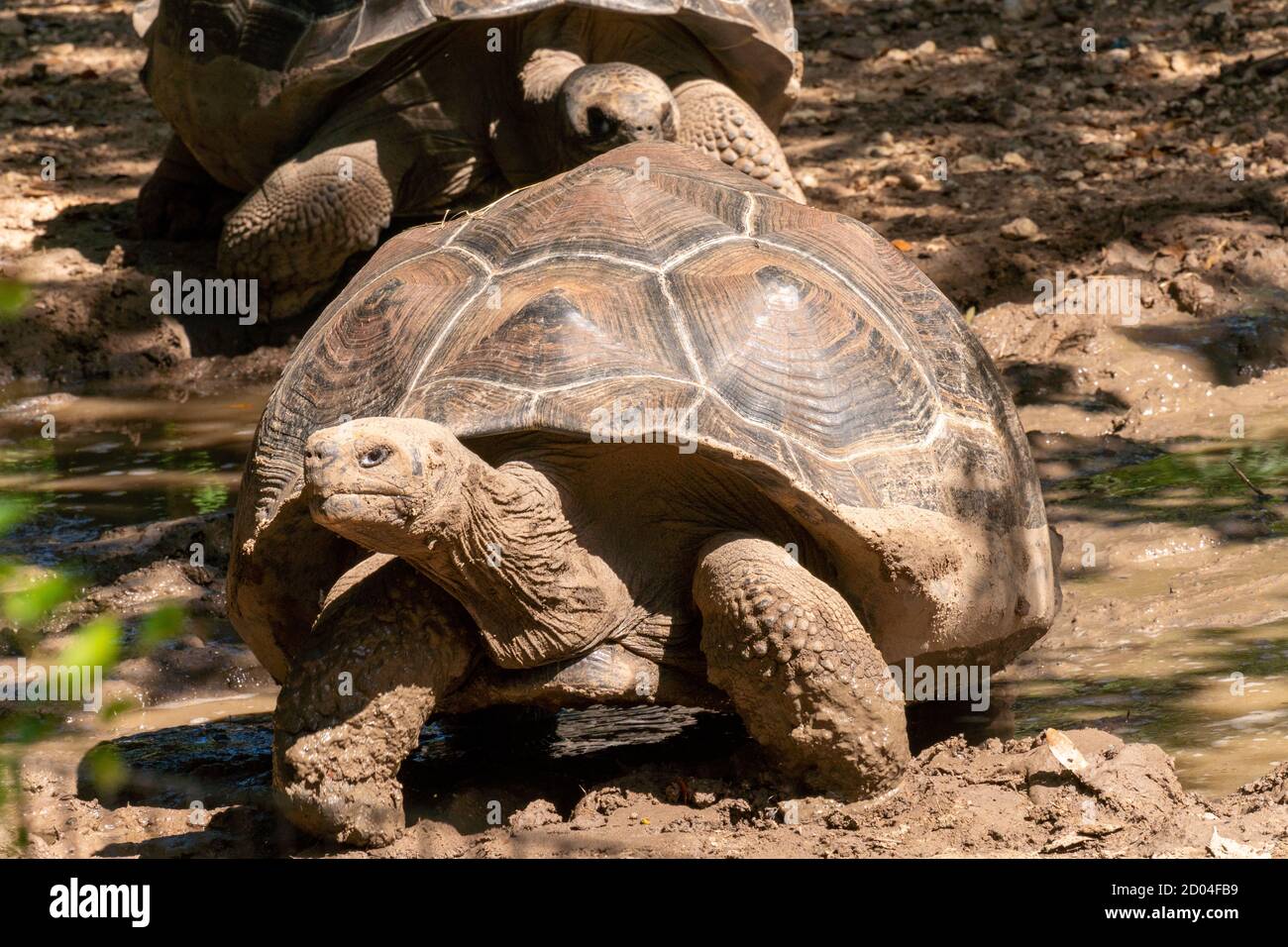 Two Turtles in Line Following Each Other Through the Mud Stock Photo ...