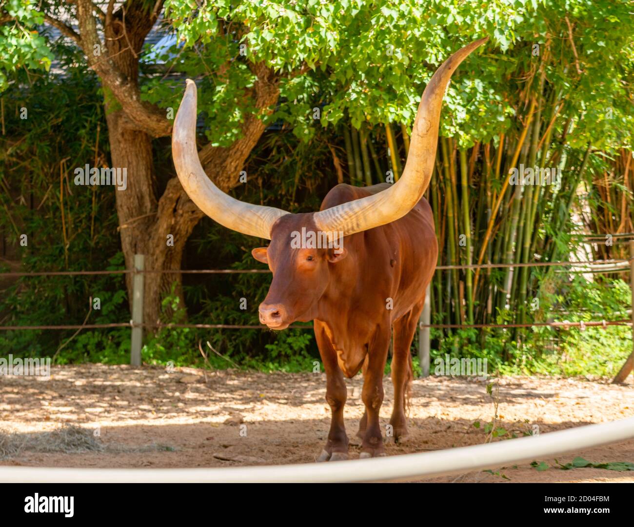 Texas long horn standing hi-res stock photography and images - Alamy