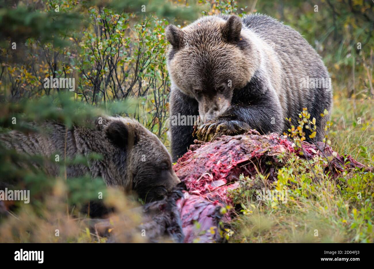 Grizzly bears on a carcass Stock Photo - Alamy