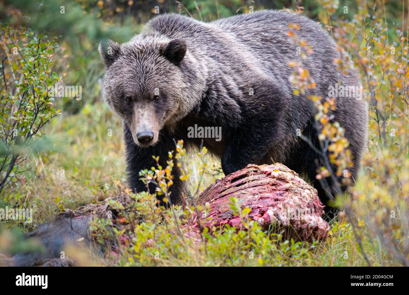 Grizzly bears on a carcass Stock Photo - Alamy