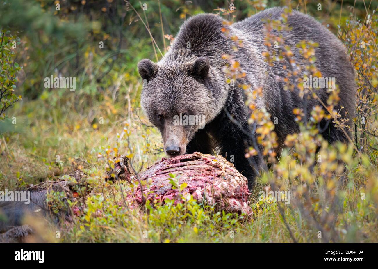 Grizzly bears on a carcass Stock Photo - Alamy