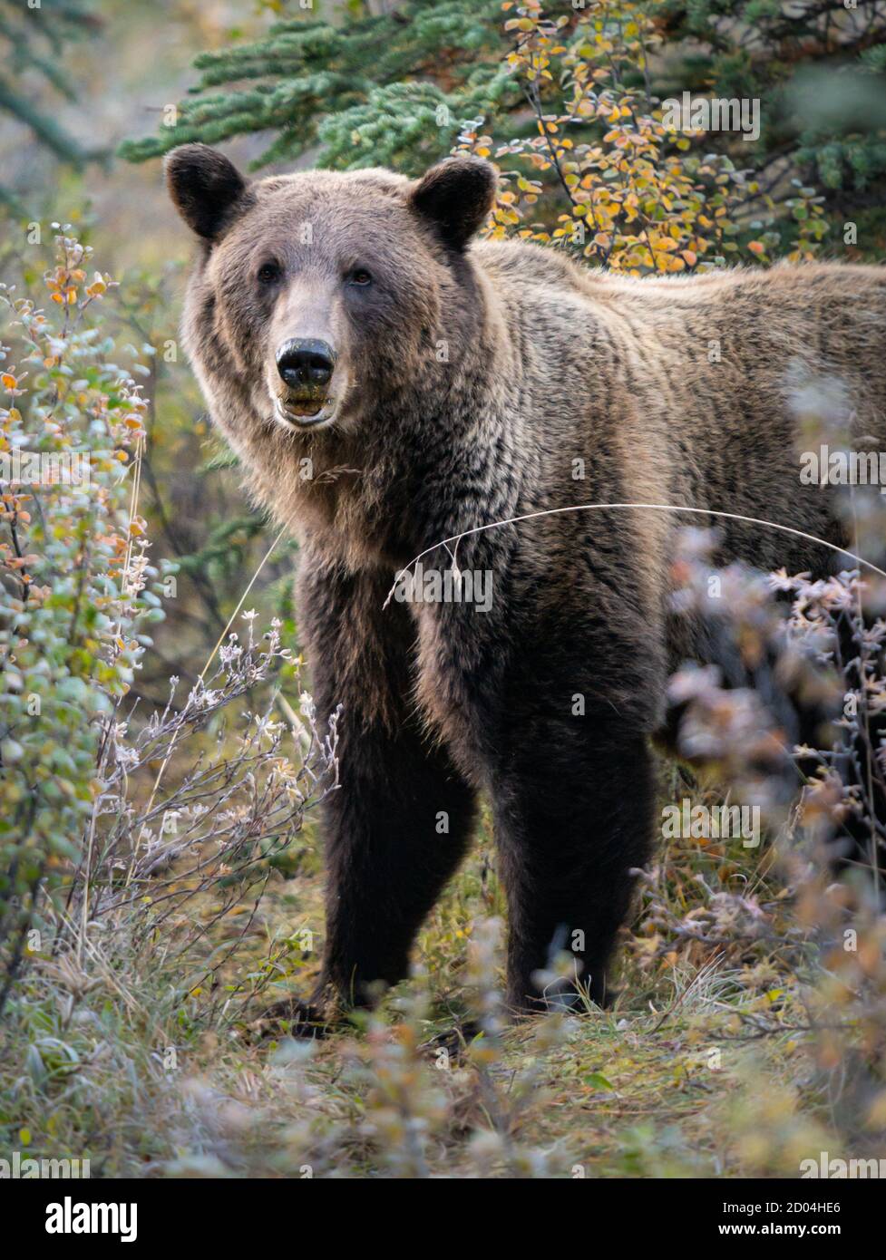 Grizzly bears on carcass hi-res stock photography and images - Alamy