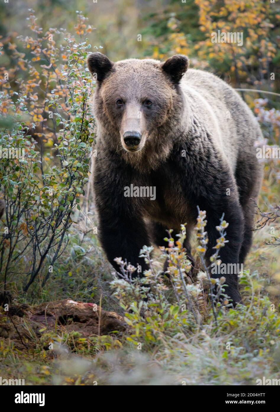 Grizzly bears on a carcass Stock Photo - Alamy