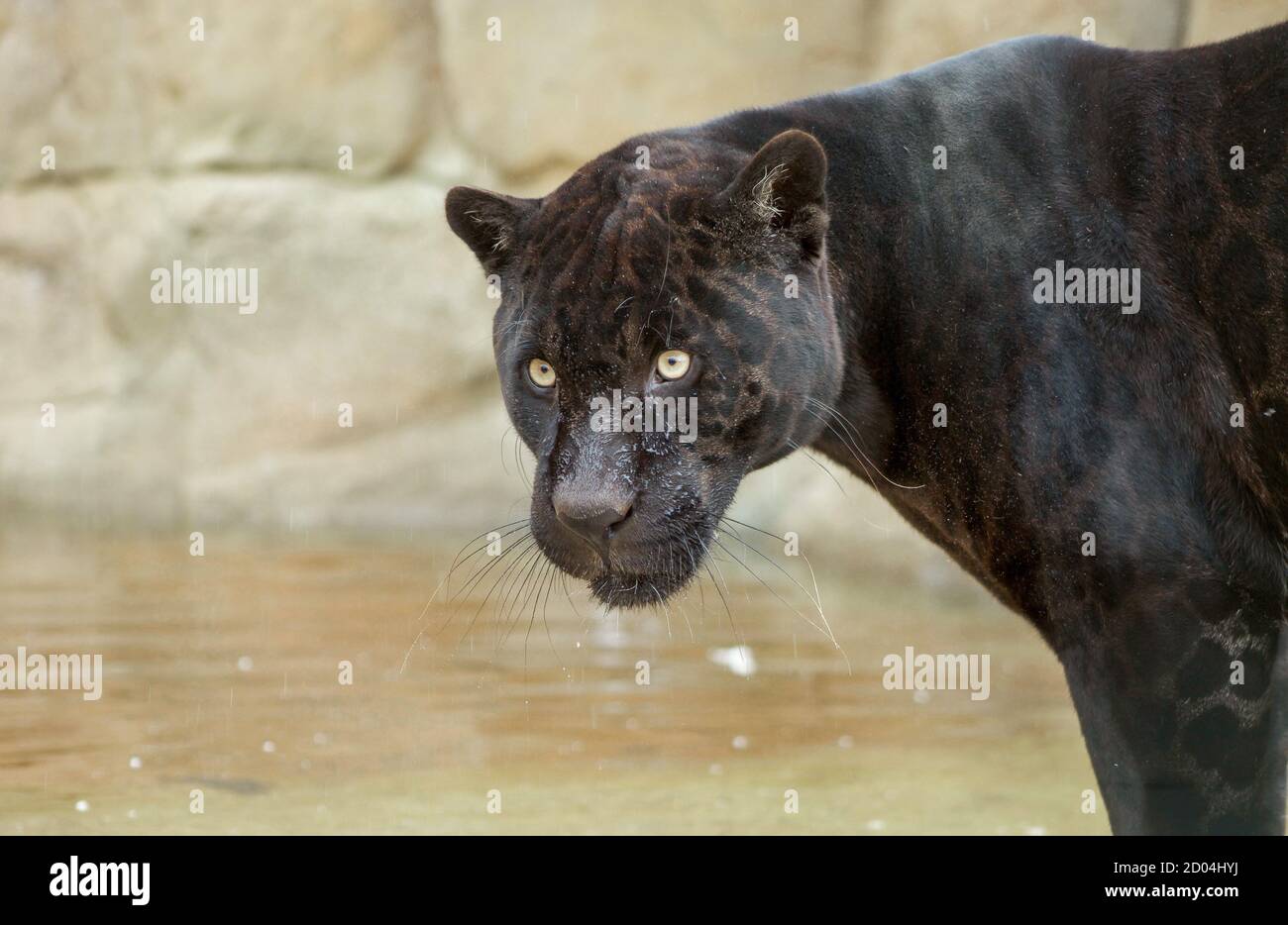 Pantera Amazonica 184 Pantera Onca Fotos, Imágenes E Fondo Para