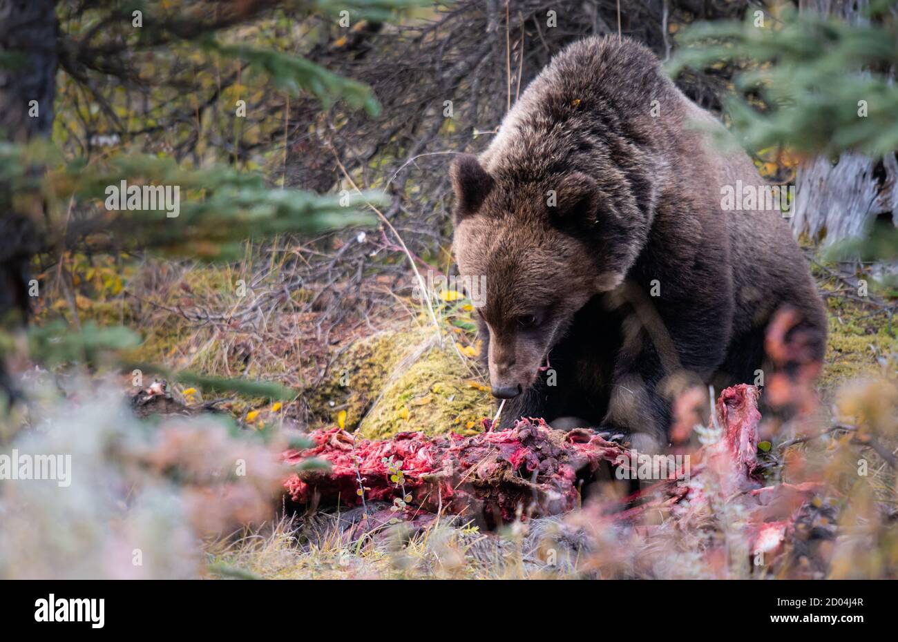 Grizzly bears on a carcass Stock Photo - Alamy