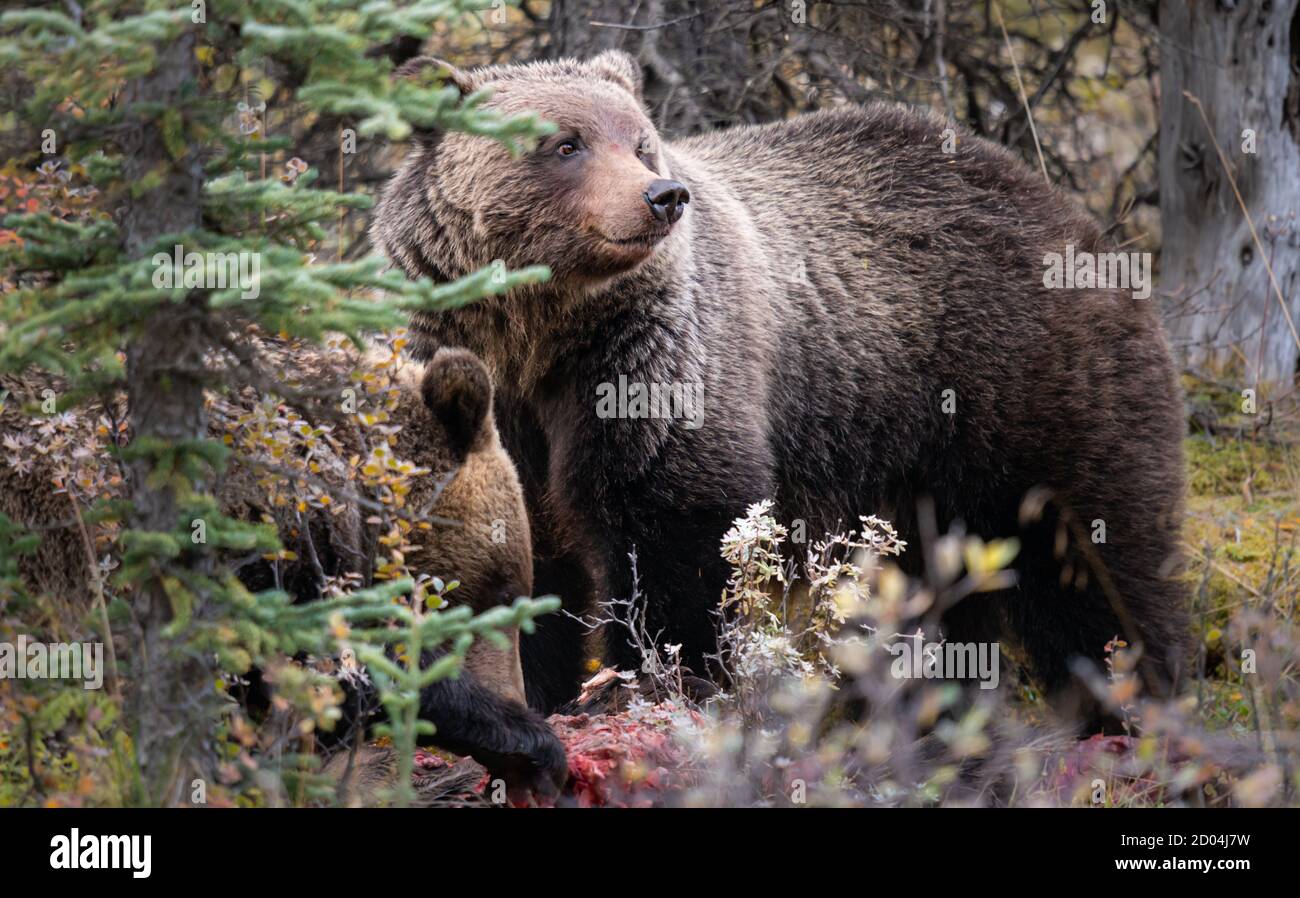 Grizzly bears on a moose carcass Stock Photo - Alamy