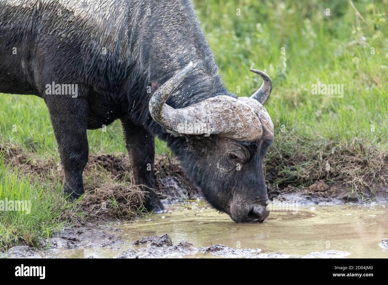 Bovine puddle hi-res stock photography and images - Alamy