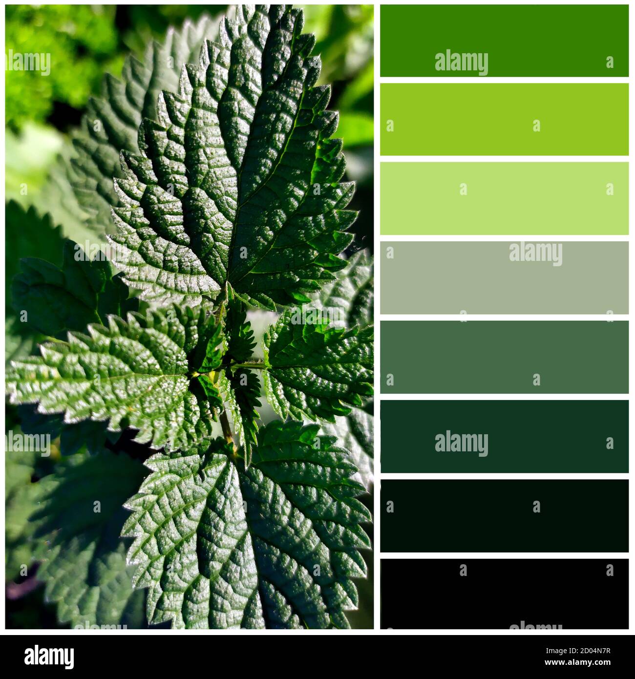 Nettle leaves close-up. The color palette coming from the image ...