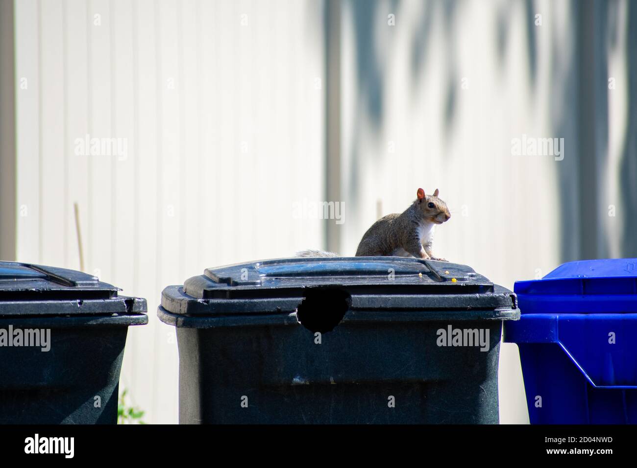 A Squirrel Sitting on Top of a Trash Can In Front of a White Fence ...