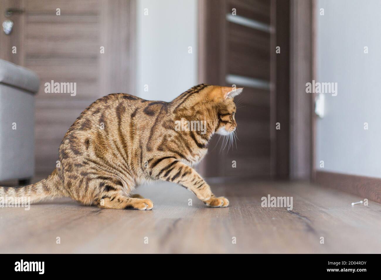 Closeup of a cute domestic Bengal cat walking in a house Stock Photo ...