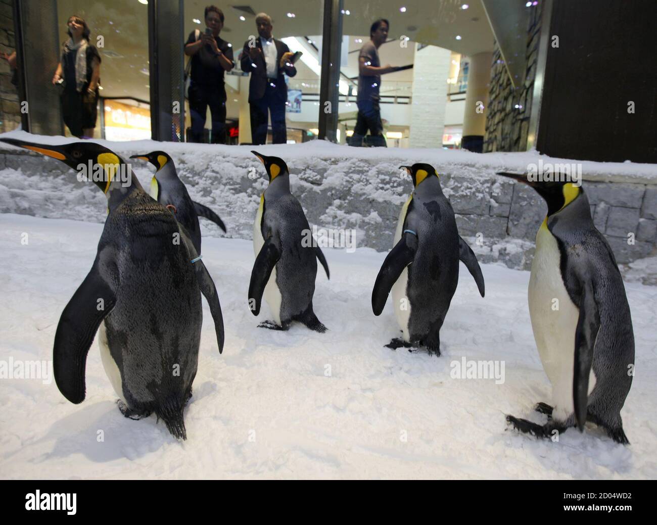 Five king penguins hi-res stock photography and images - Alamy