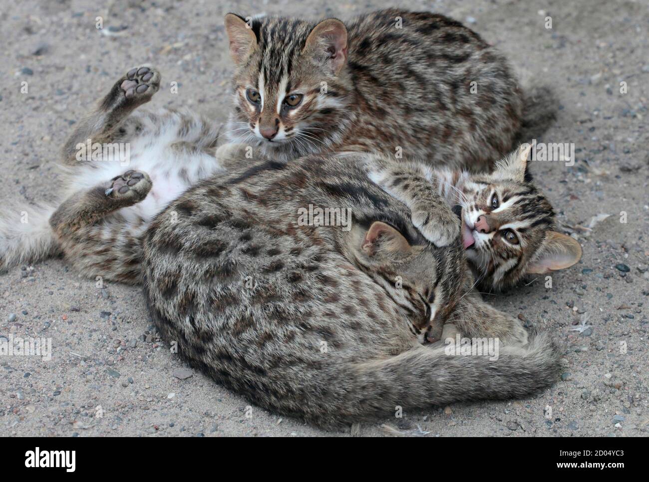 Siberian leopard cat hi-res stock photography and images - Alamy