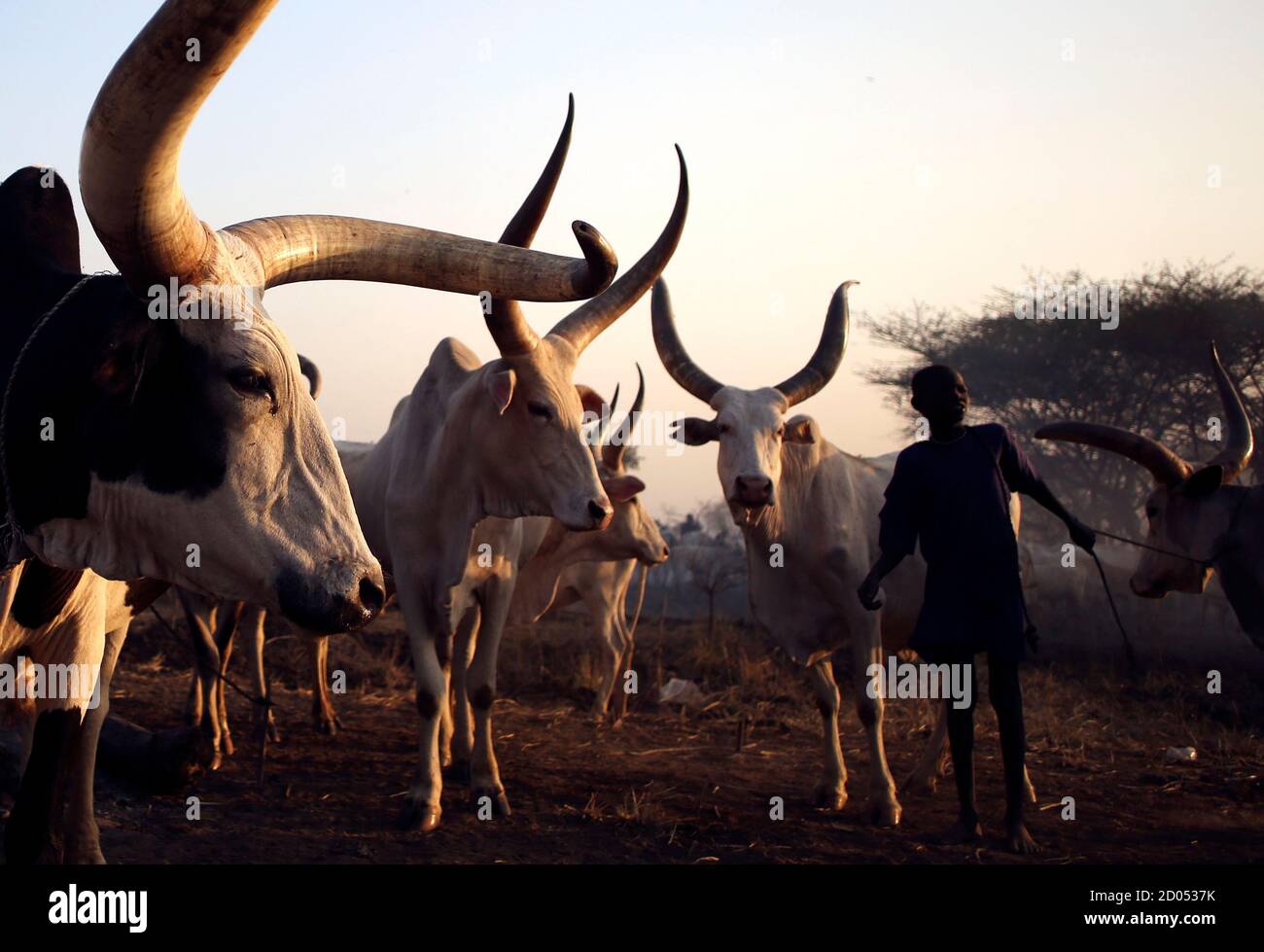 Dinka cattle herders sudan hi-res stock photography and images - Alamy