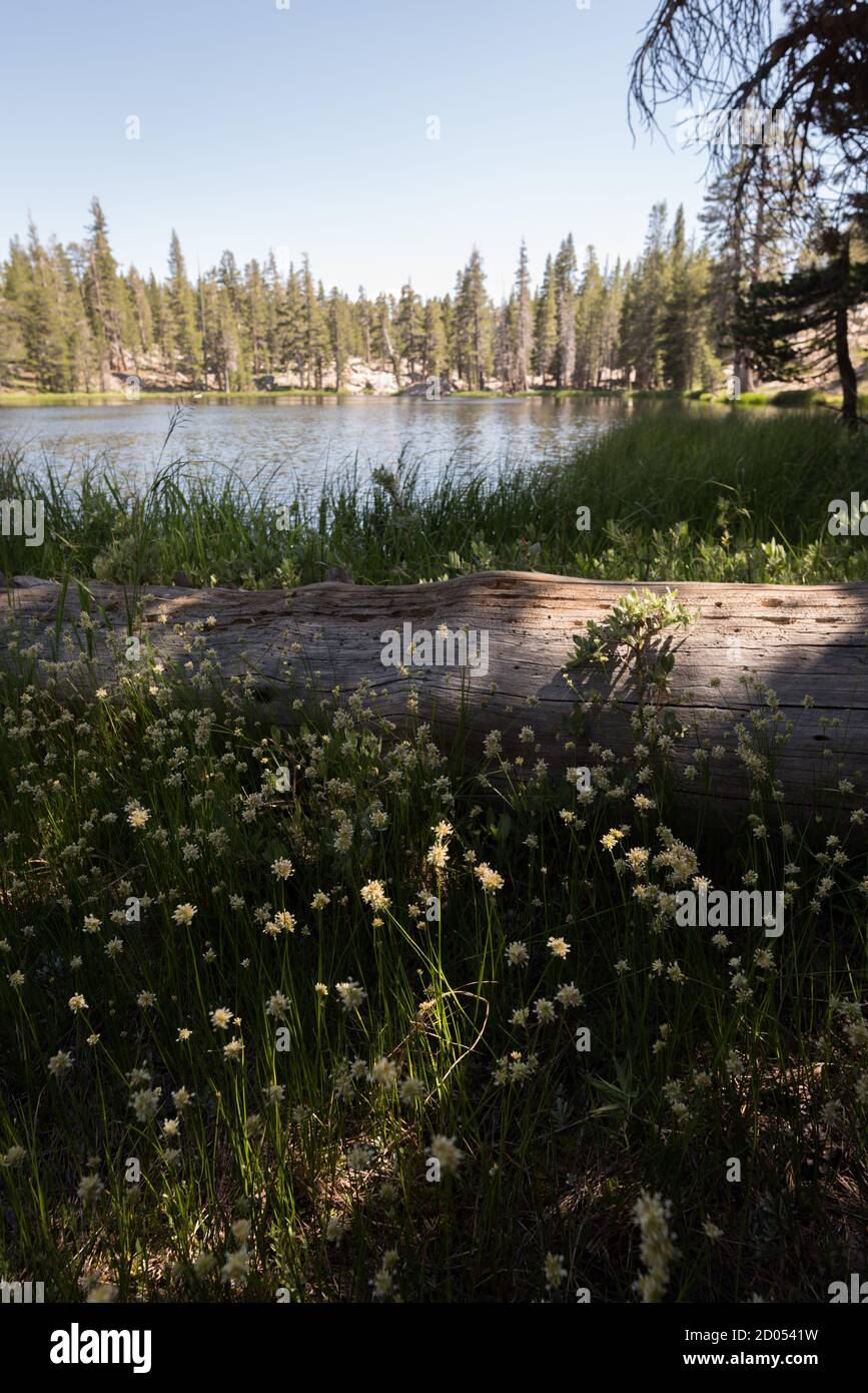 A patch of wildflowers lit by dappled sunlight next to a log with a ...