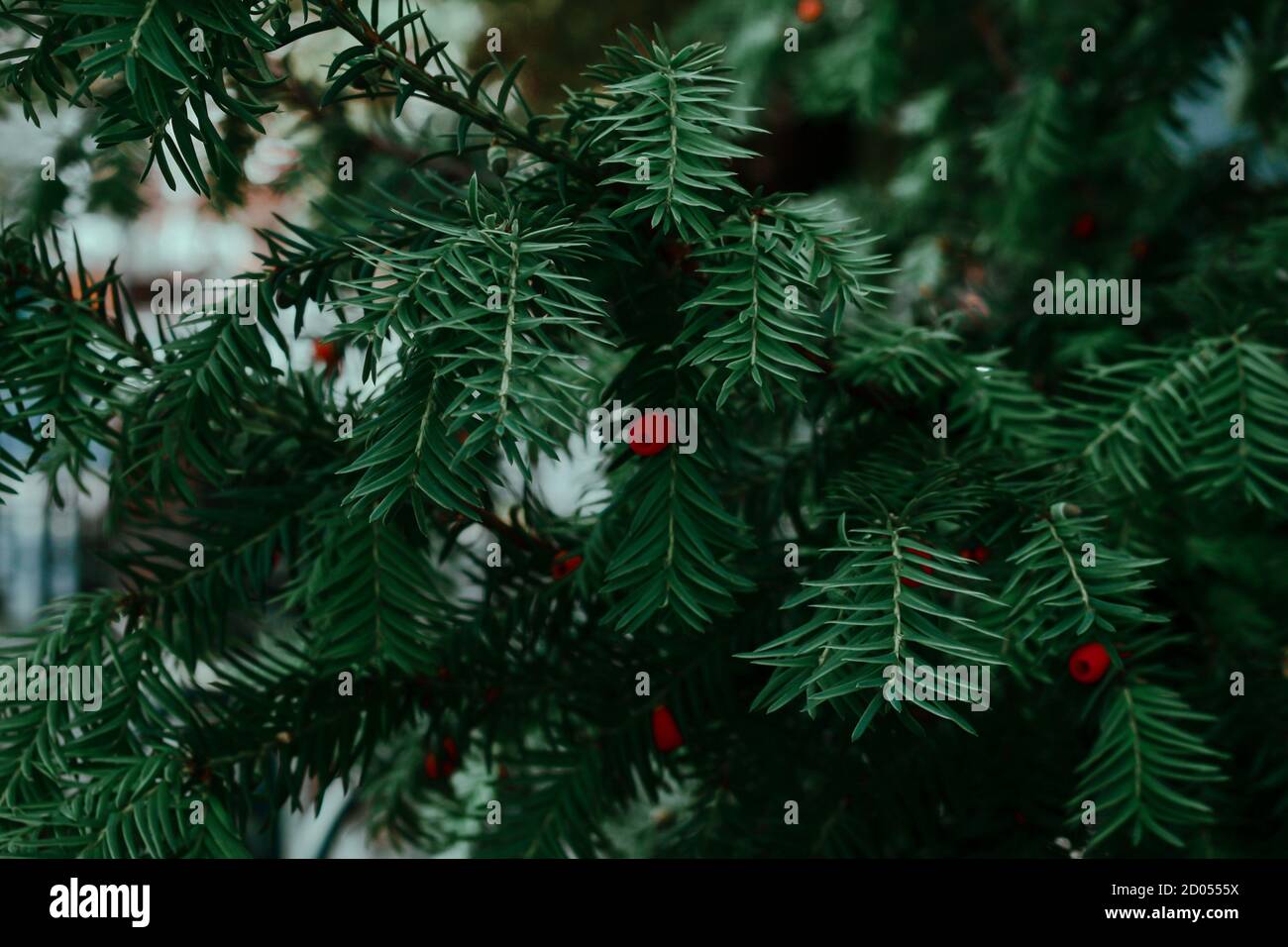 Yew branch and berries hi-res stock photography and images - Alamy