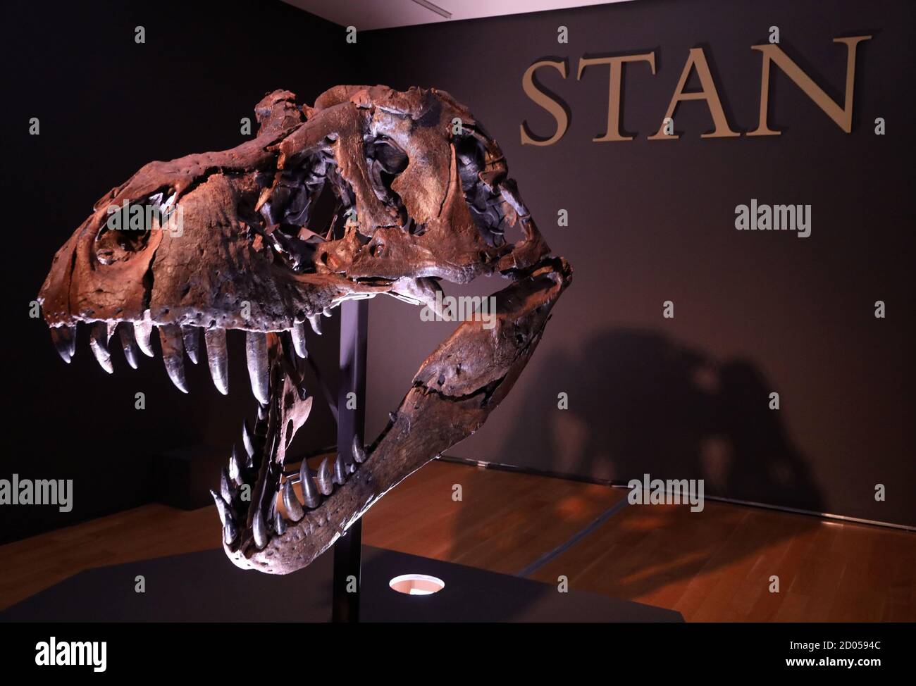T rex skeleton new york hi-res stock photography and images - Alamy