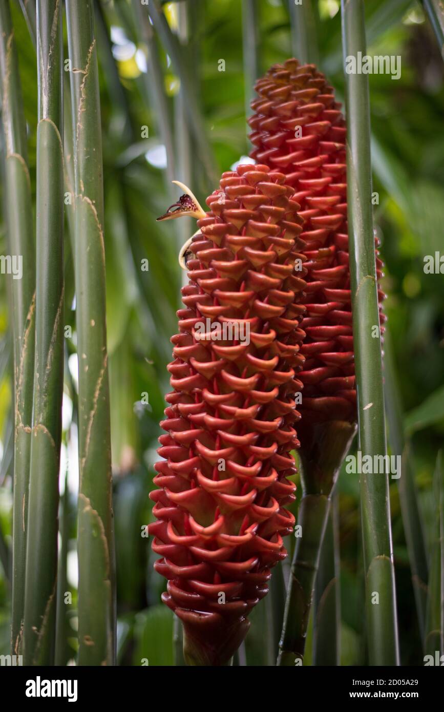 Beehive ginger zingiber spectabile hi-res stock photography and images ...